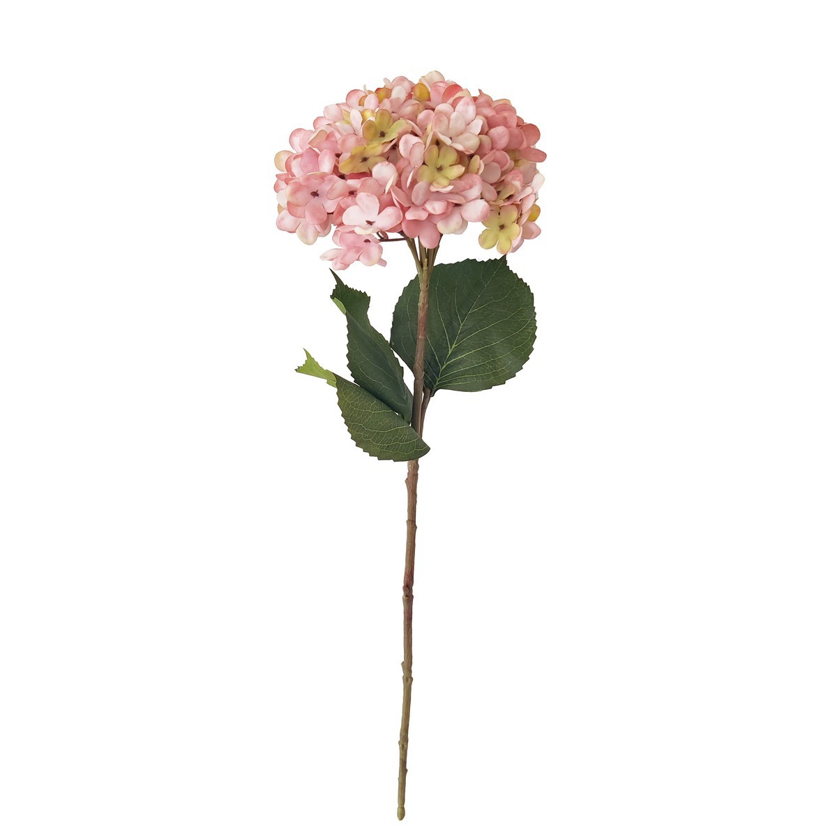 Hydrangea Stem